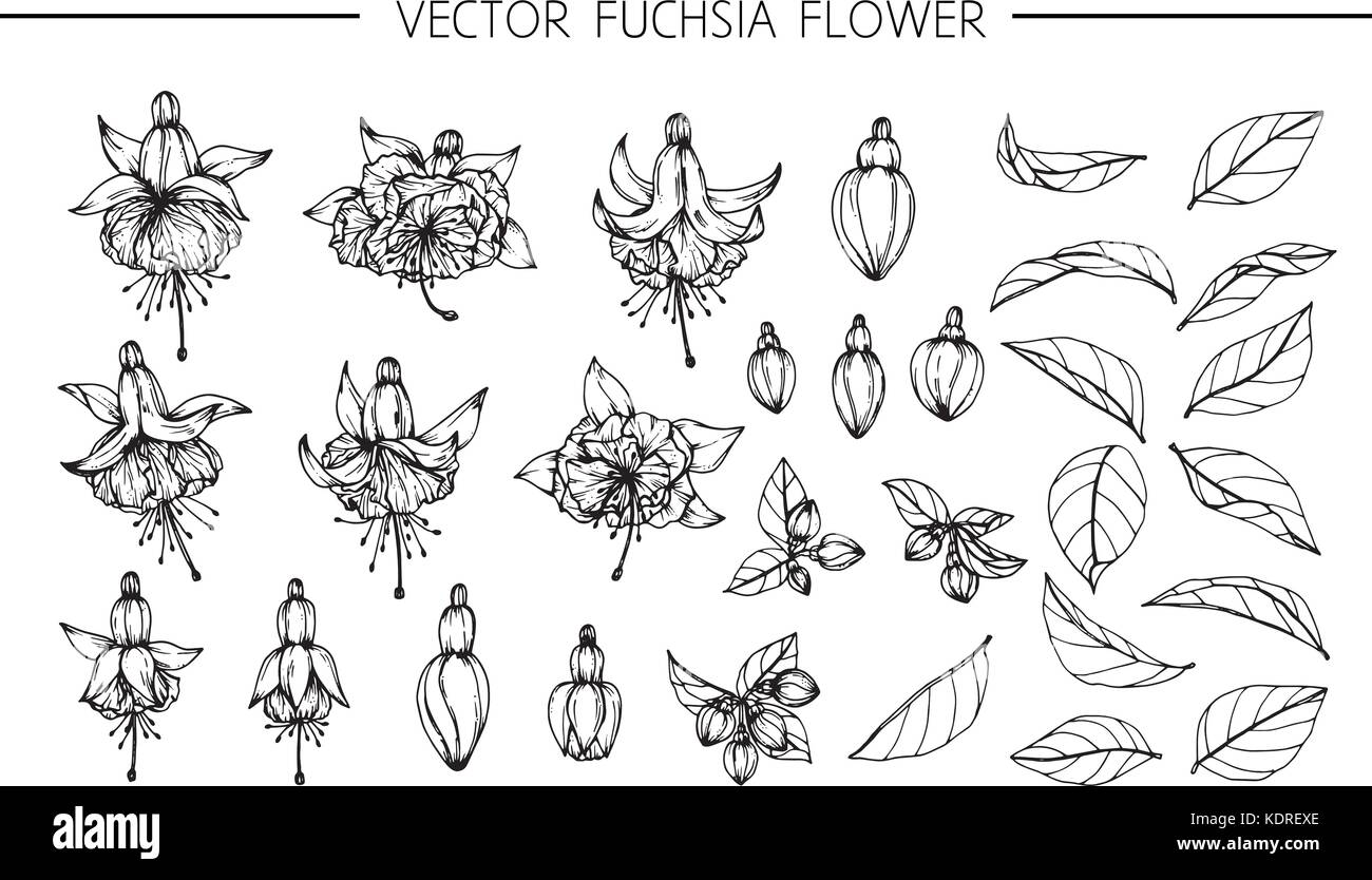 Fuchsia flower drawing illustration. Black and white with line art ...