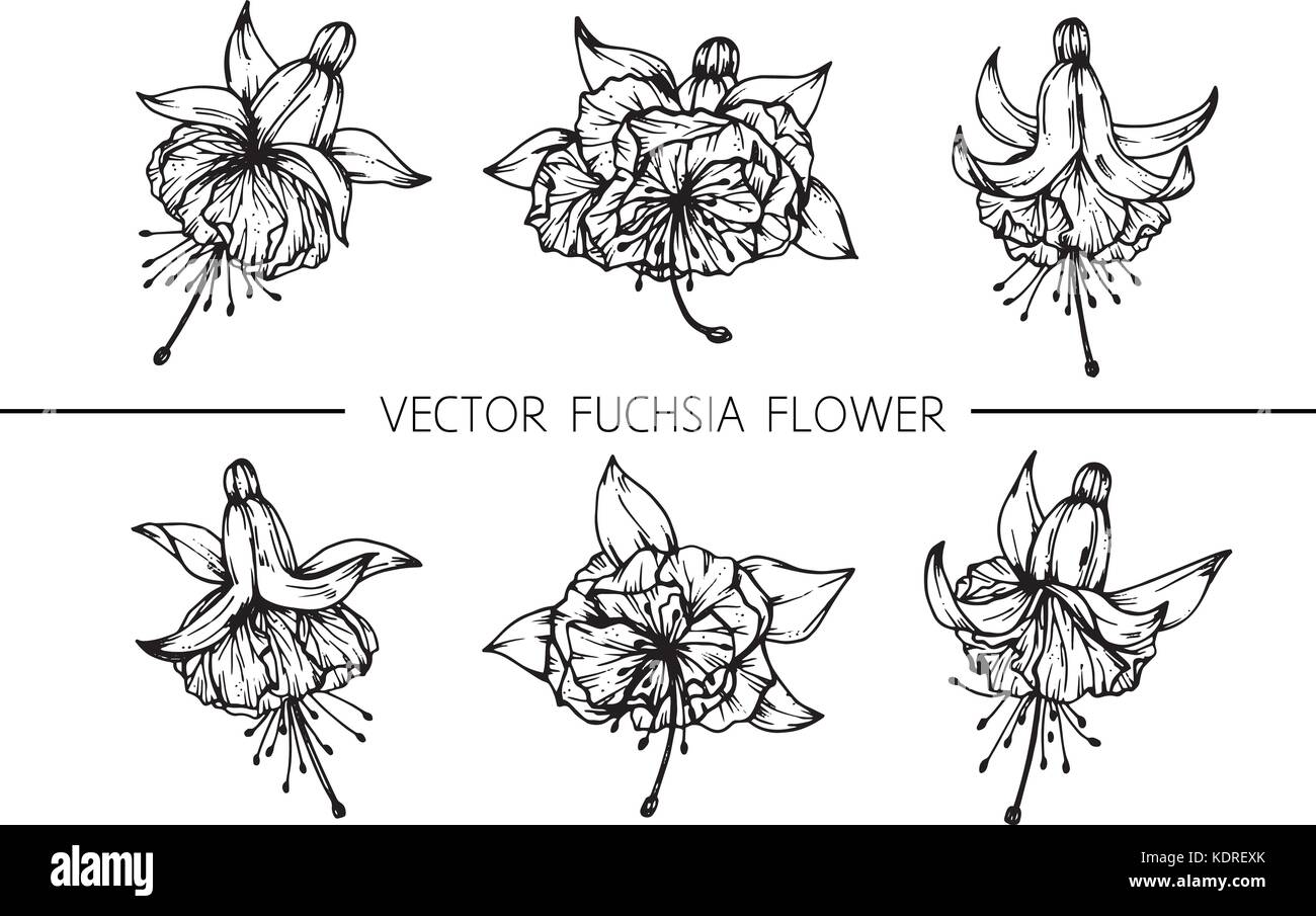 Fuchsia flower drawing illustration. Black and white with line art ...
