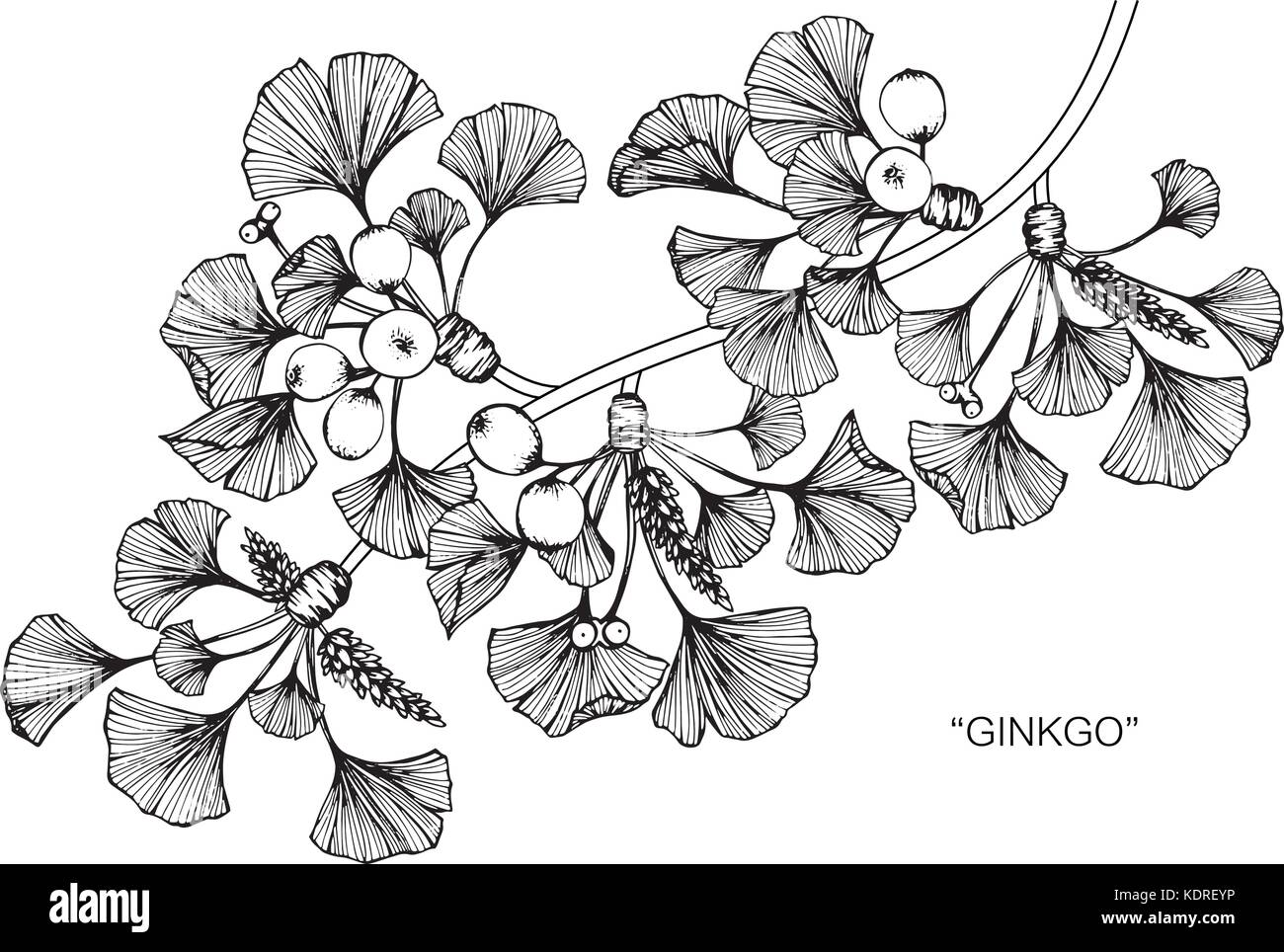 Ginkgo leaf flower drawing illustration. Black and white with line art ...