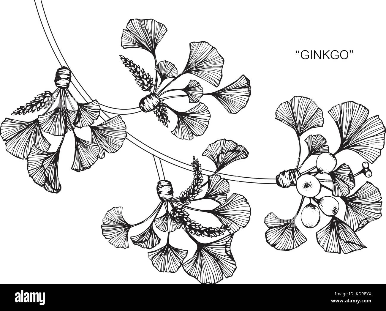 Ginkgo leaf flower drawing illustration. Black and white with line art ...
