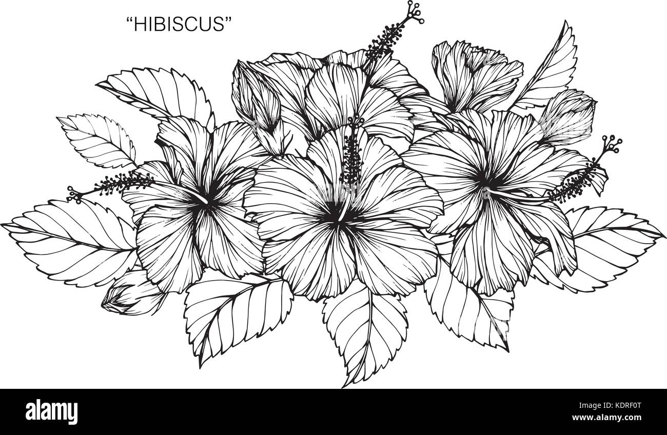 Hibiscus Flower Drawing Illustration Black And White With Line Art