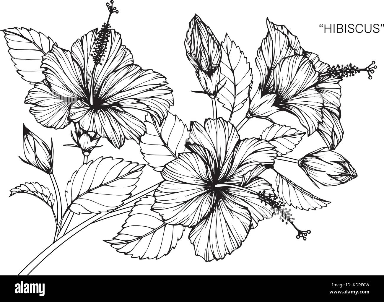 Hibiscus Flower Drawing Illustration Black And White With Line Art