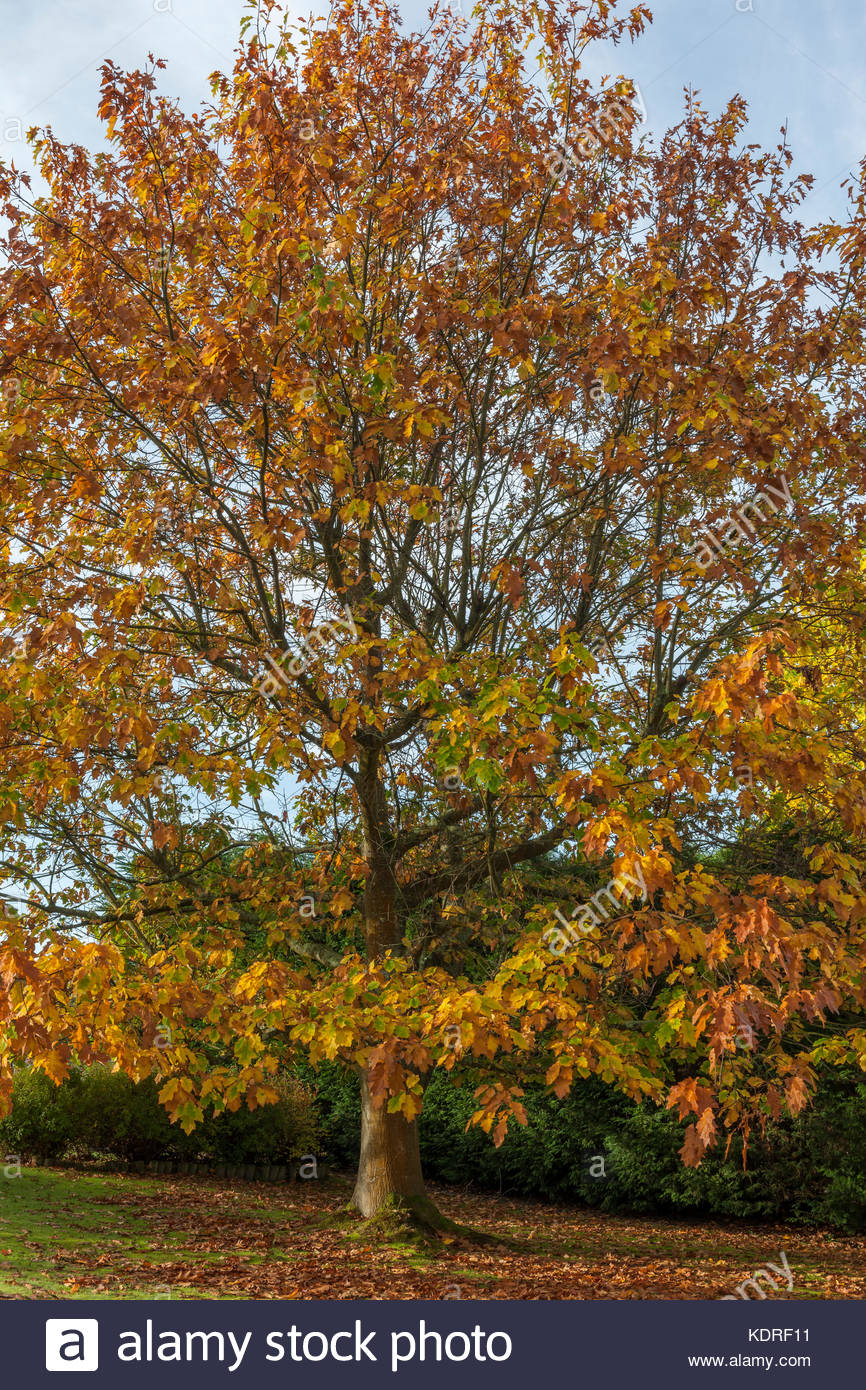 Quercus Rubra Red Oak Tree Stock Photos & Quercus Rubra Red Oak Tree ...