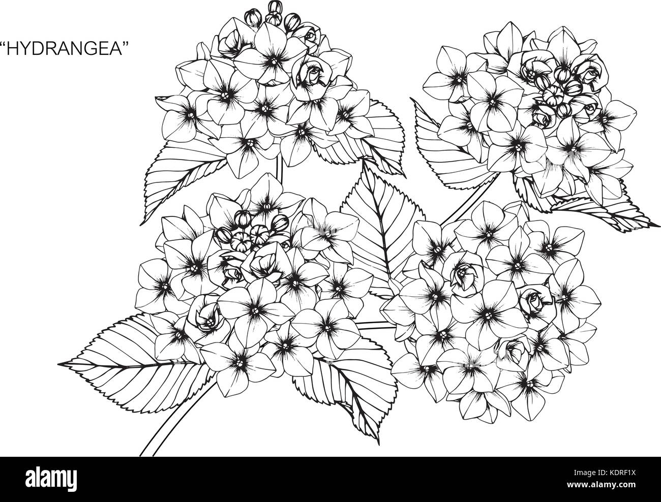 Hydrangea flower drawing illustration. Black and white with line art ...