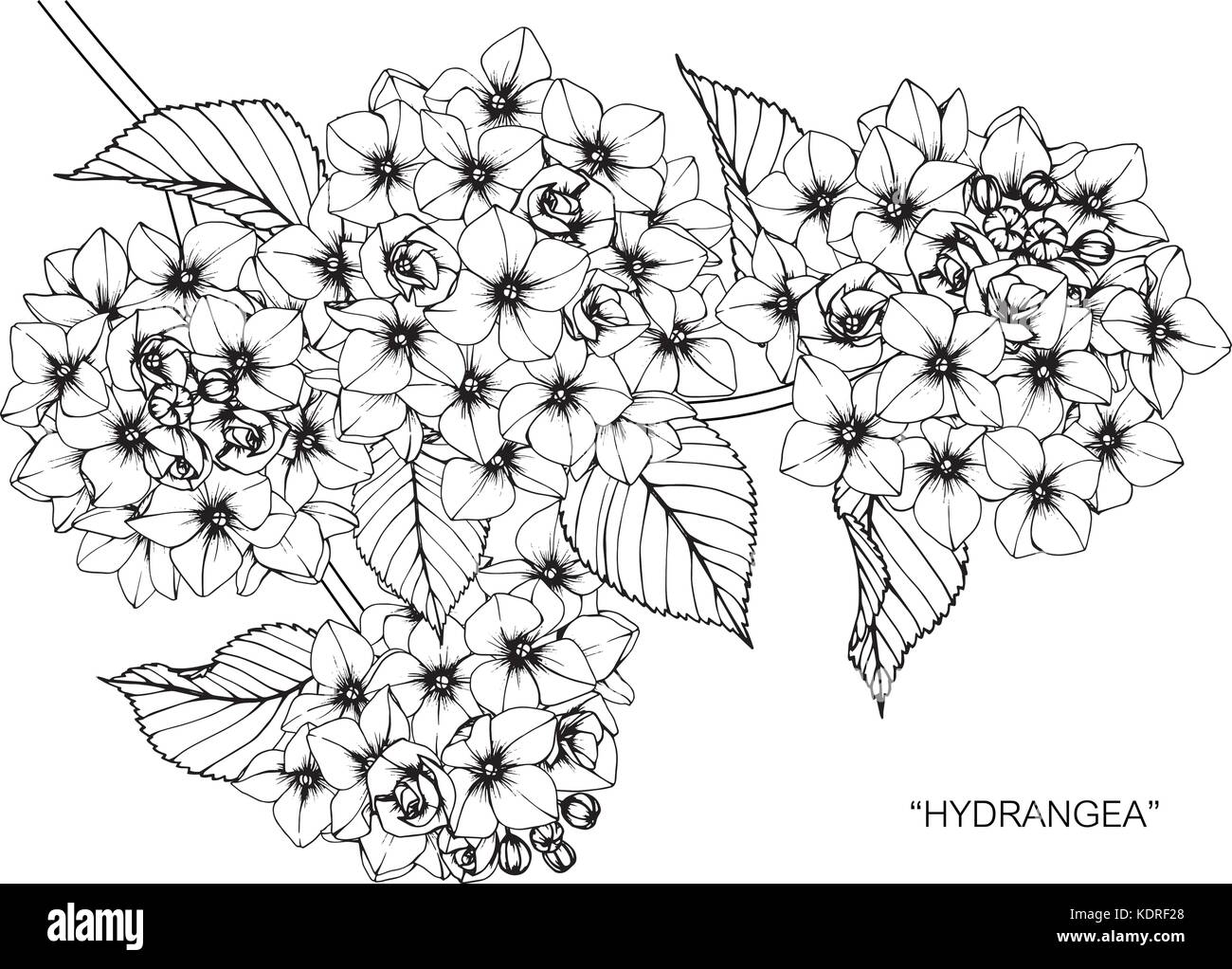Hydrangea flower drawing illustration. Black and white with line art ...