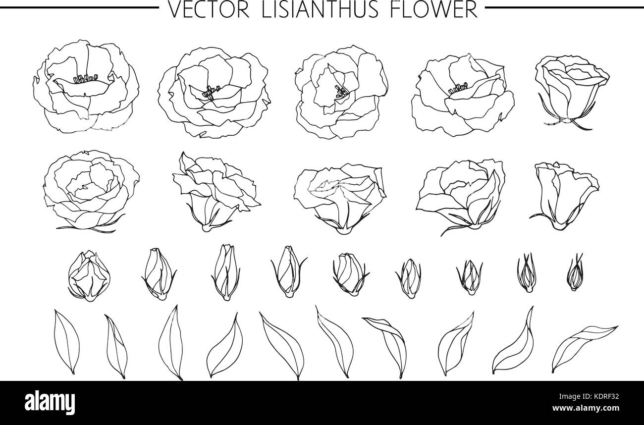 Wedding white flower Stock Vector Images - Alamy