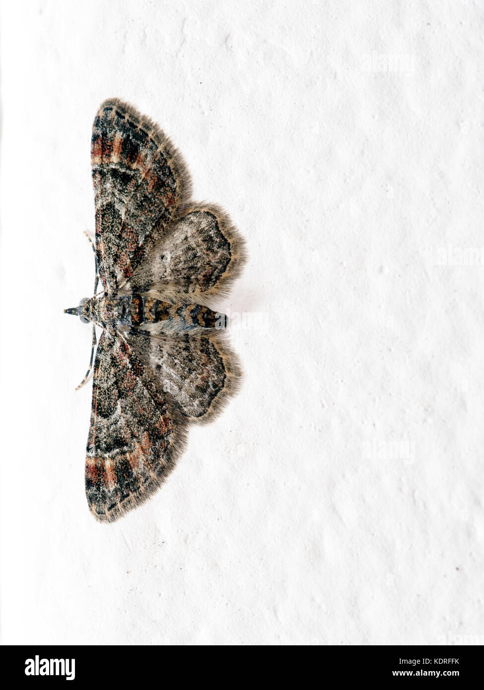 Double striped pug moth hi-res stock photography and images - Alamy