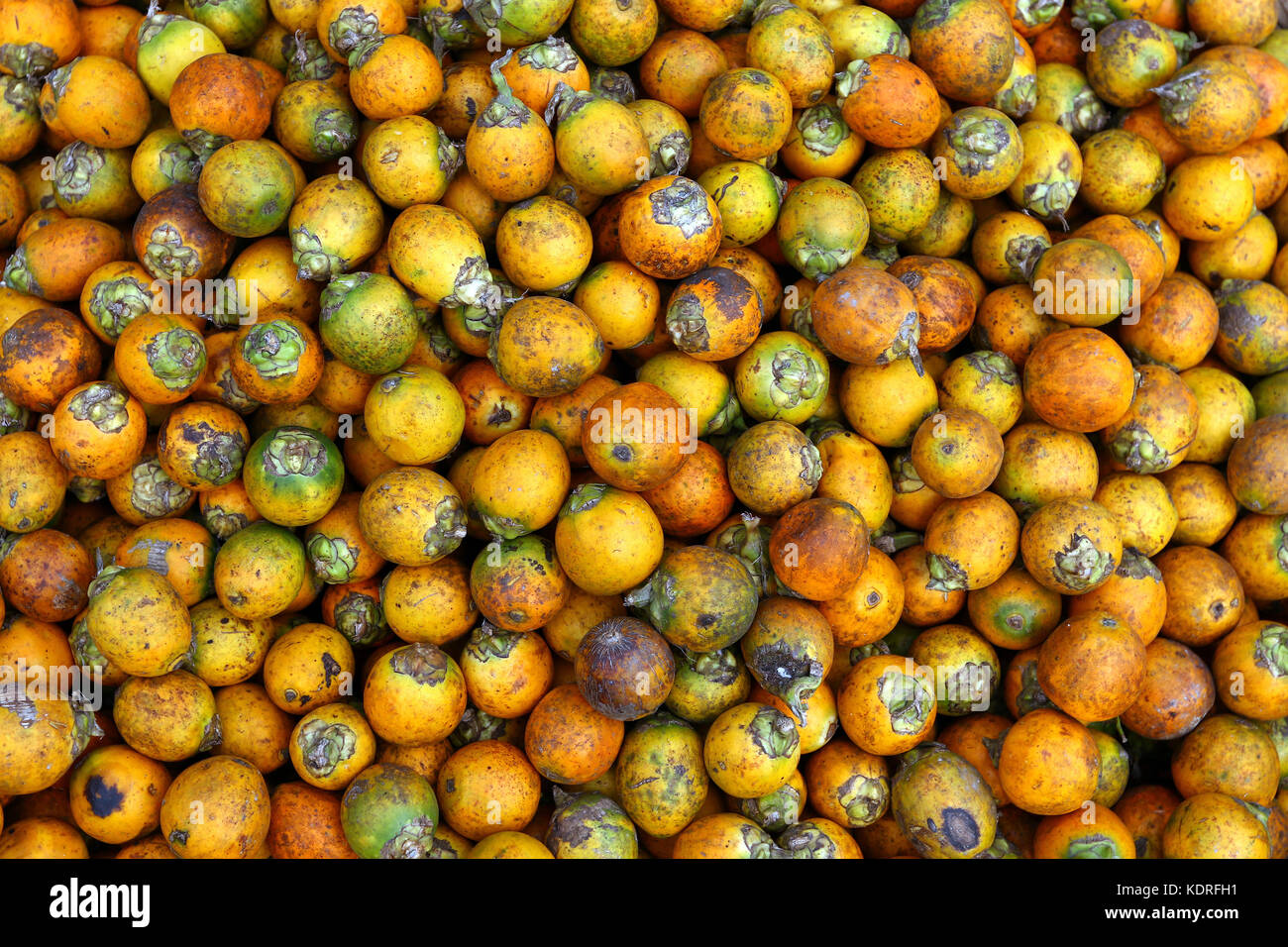 Raw Betel Nut in dhaka Stock Photo - Alamy