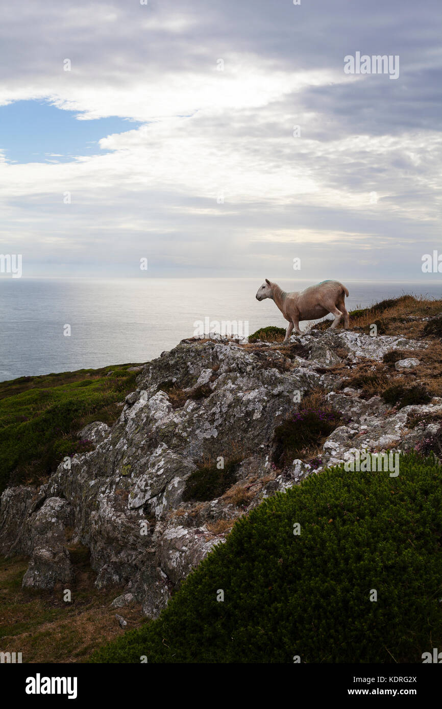 Solitary Sheep Climbing Across Welsh Mountain Stock Photo - Alamy