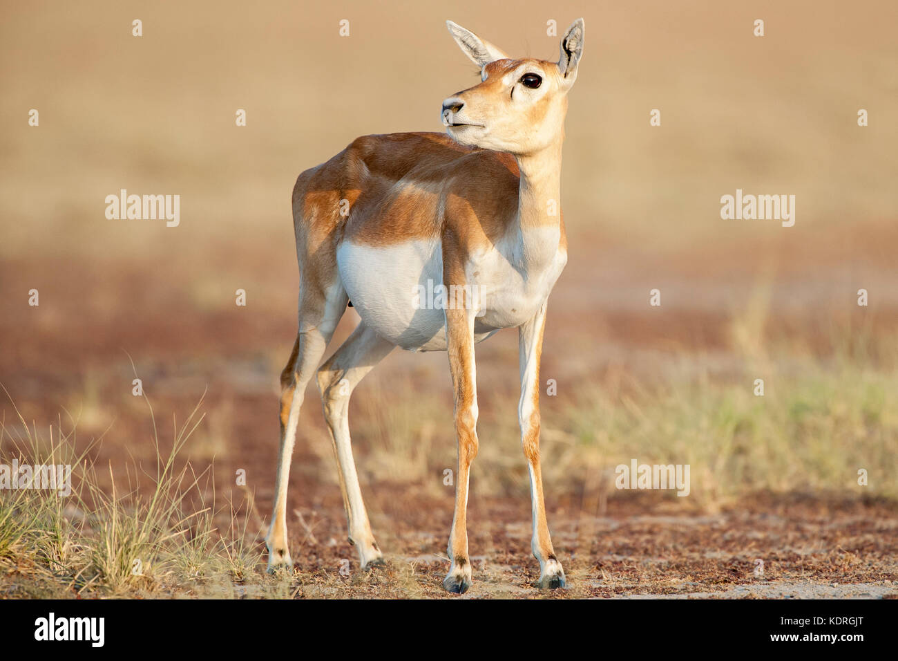 Blackbuck gazelle male female hi-res stock photography and images - Alamy