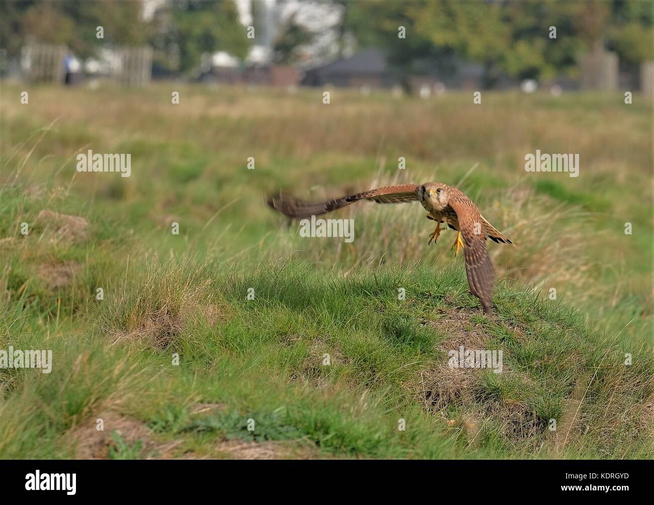 kestrel hunting flying Stock Photo - Alamy