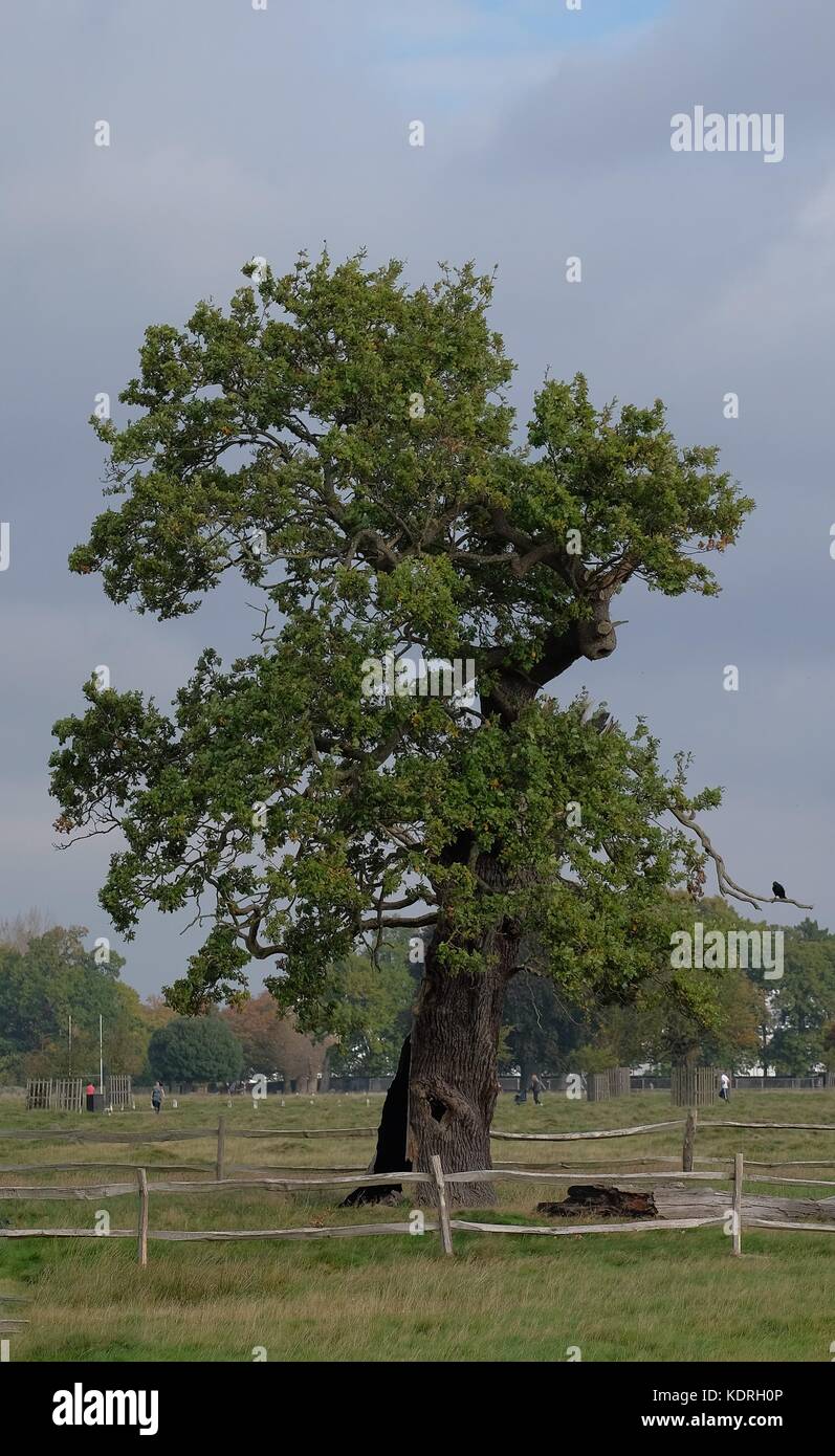 old oak tree Stock Photo - Alamy