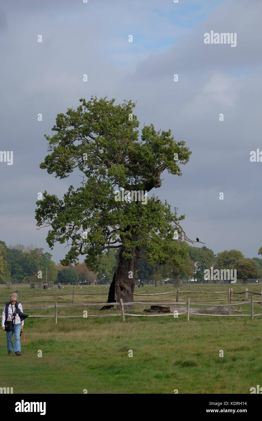 old oak tree Stock Photo - Alamy