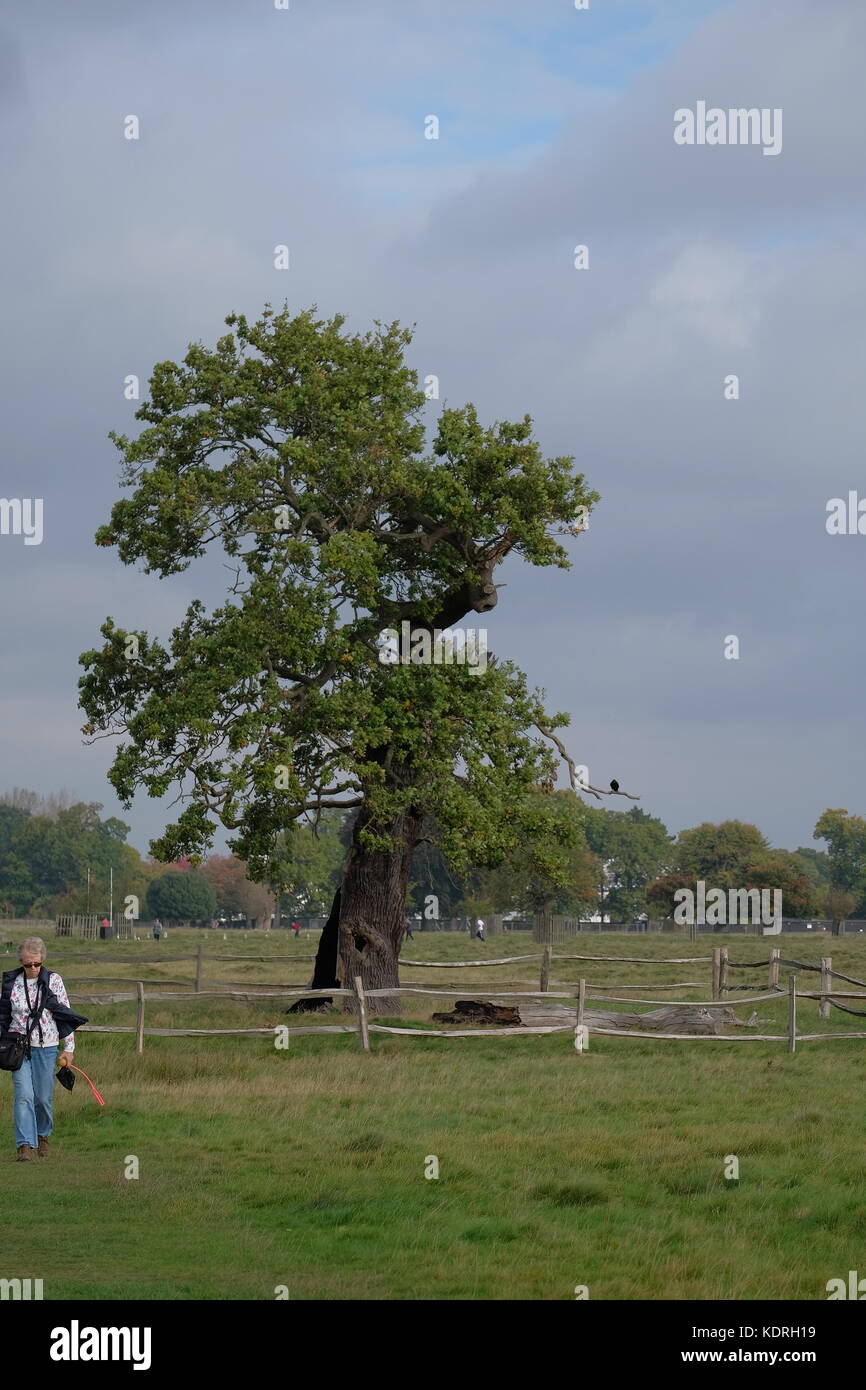 old oak tree Stock Photo - Alamy