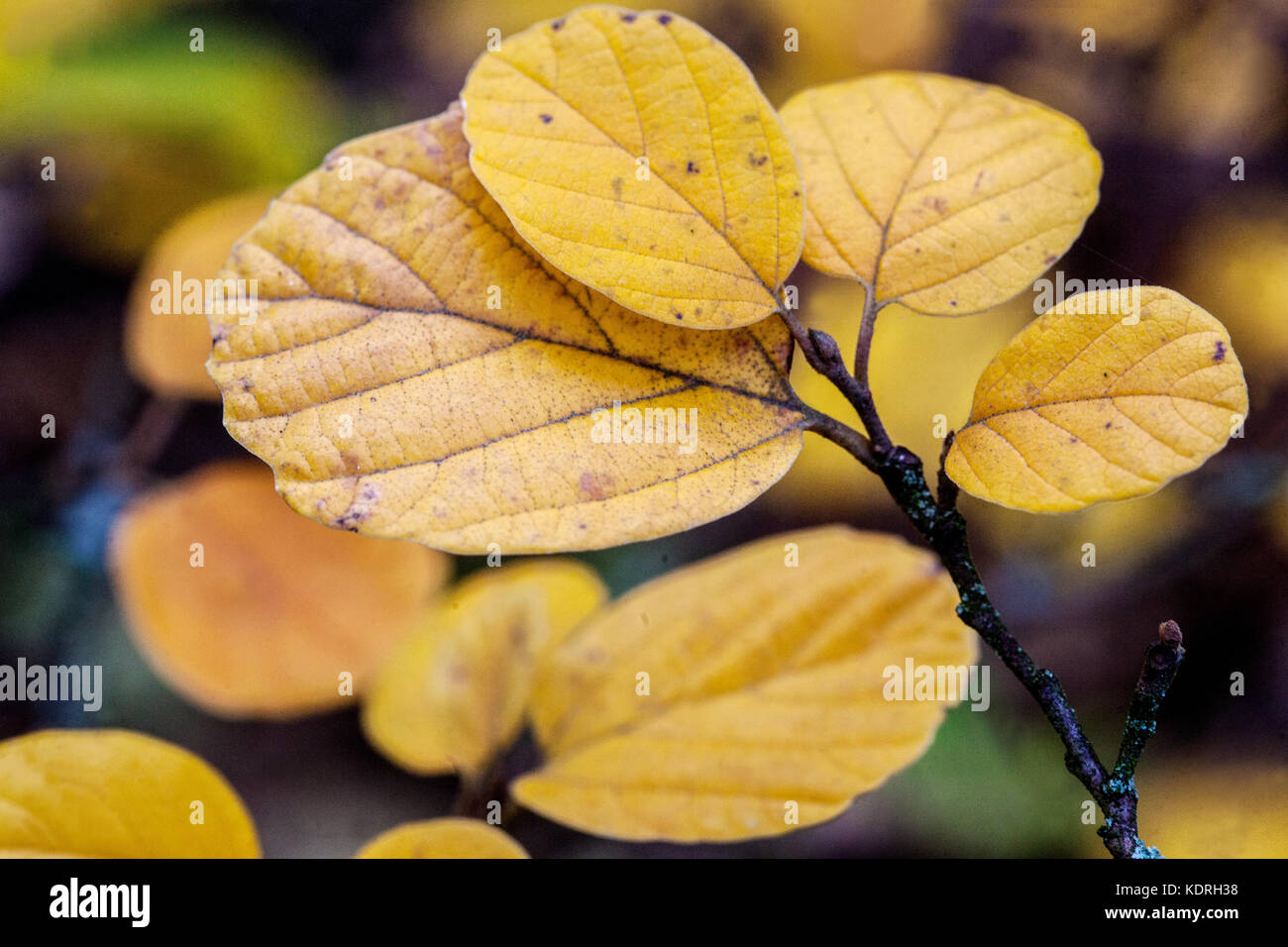Fothergilla gardenii, leaves in autumn colors Stock Photo - Alamy