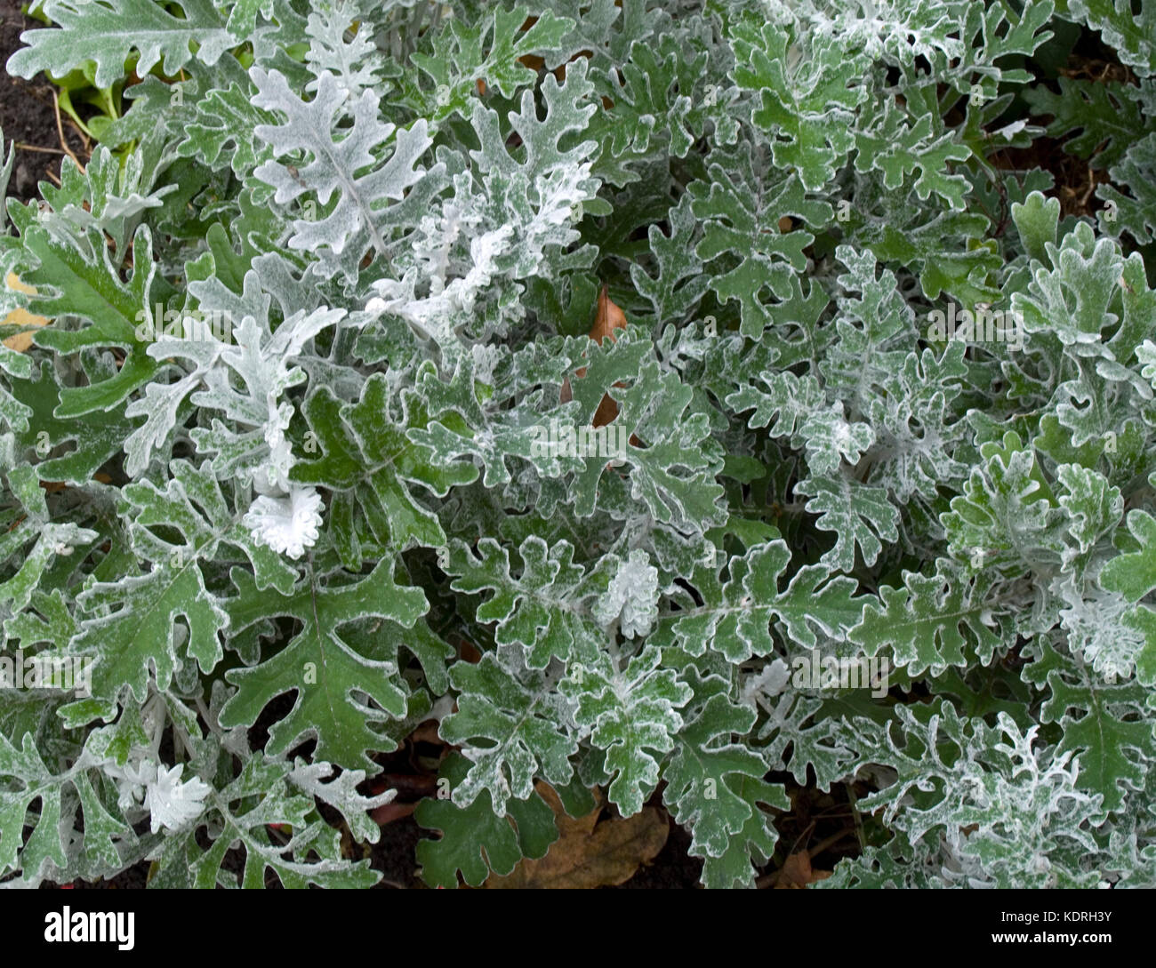 Senecio cineraria "Silver Dust" shrub in autumn Stock Photo - Alamy