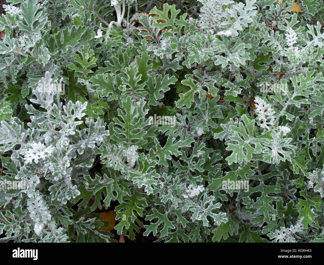 Senecio cineraria "Silver Dust" shrub in autumn Stock Photo - Alamy