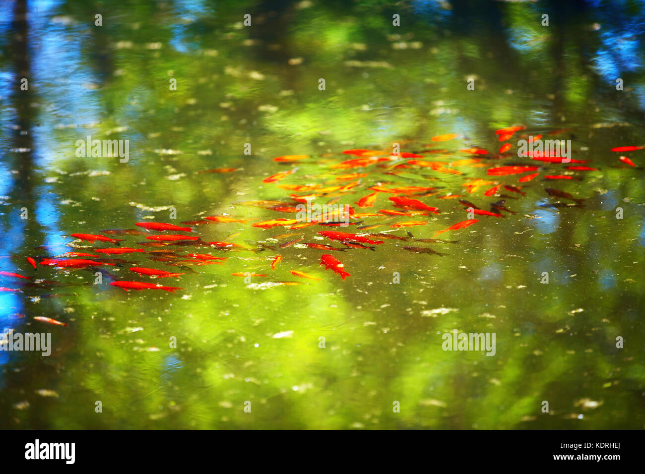 Goldfish tilapia hi-res stock photography and images - Alamy