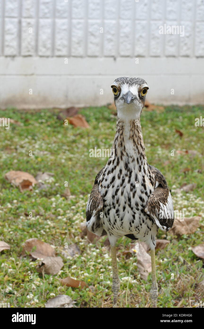Bush Stone Curlew sitting on its nest, Townsville, Australia, September ...