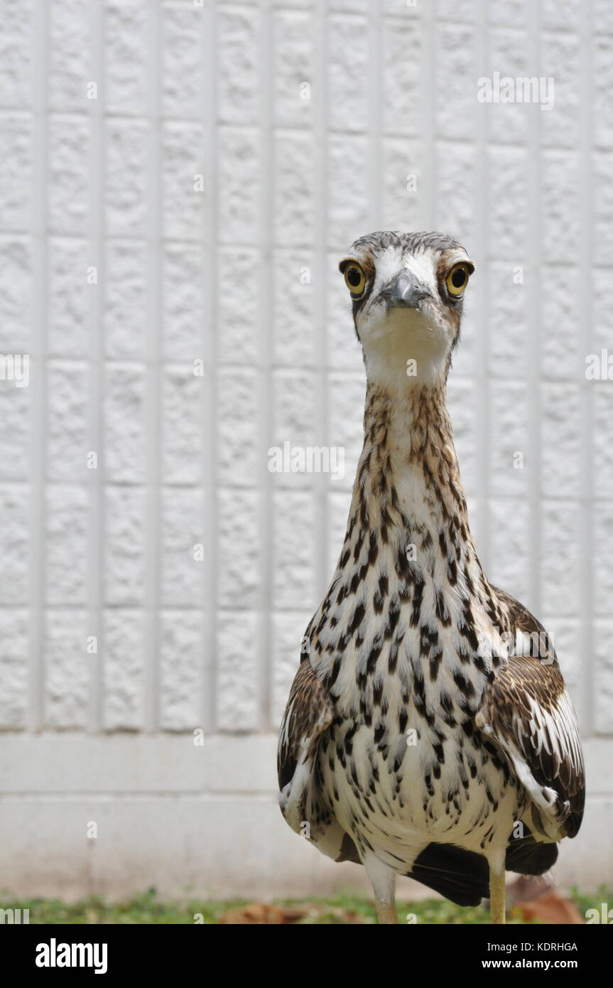 Bush Stone Curlew sitting on its nest, Townsville, Australia, September ...