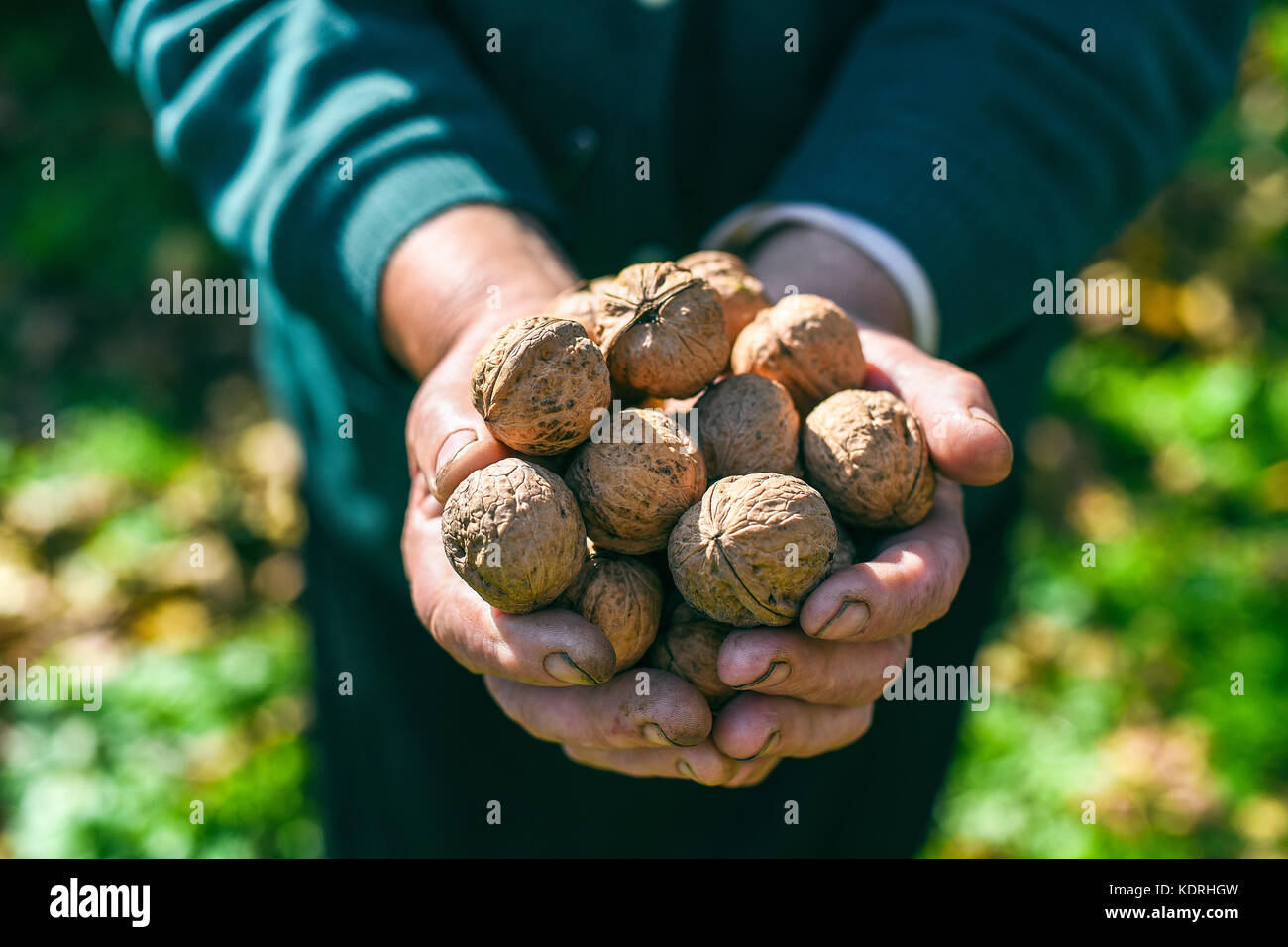 Handful of walnuts in the hands of an old woman, concept, Ukraine Stock ...