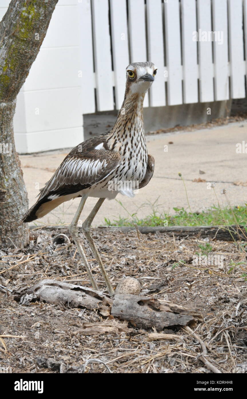 Bush Stone Curlew sitting on its nest, Townsville, Australia, September ...