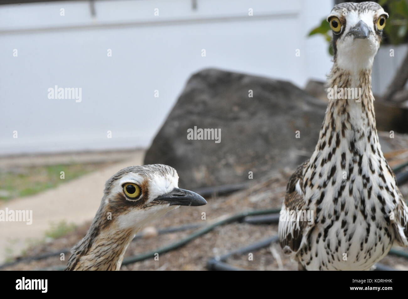 Bush Stone Curlew sitting on its nest, Townsville, Australia, September ...