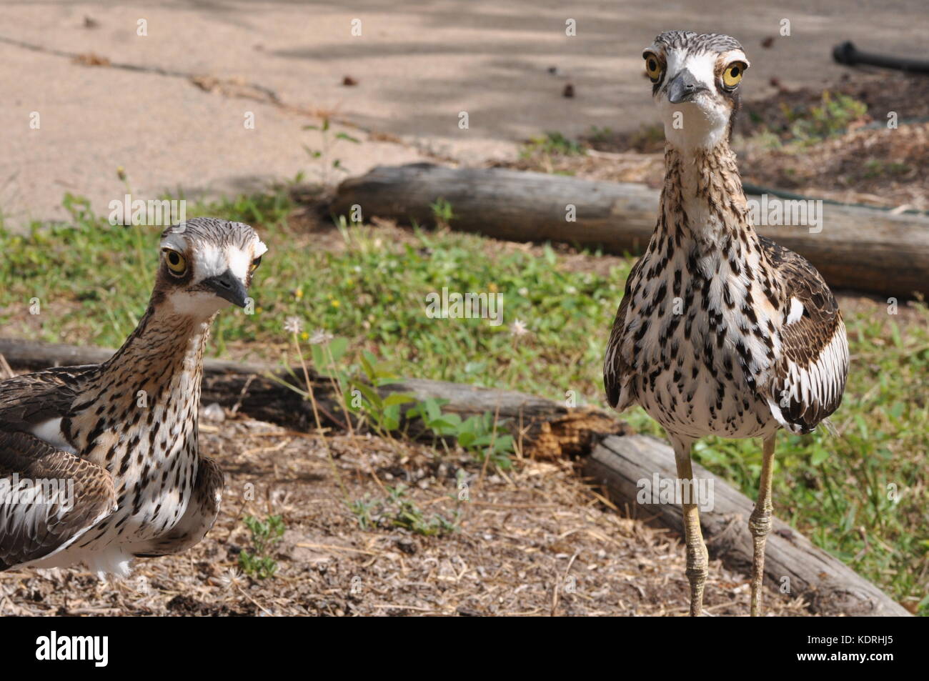 Bush Stone Curlew sitting on its nest, Townsville, Australia, September ...