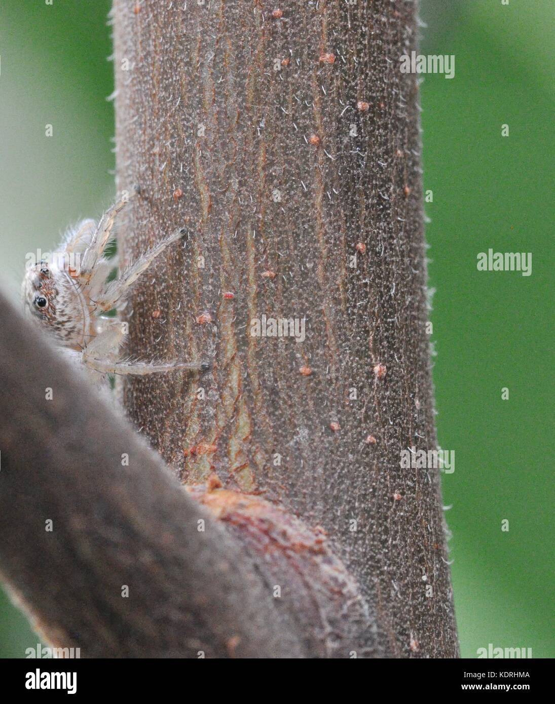 Jumping Spider (Undescribed), Townsville, Queensland, Australia Stock ...