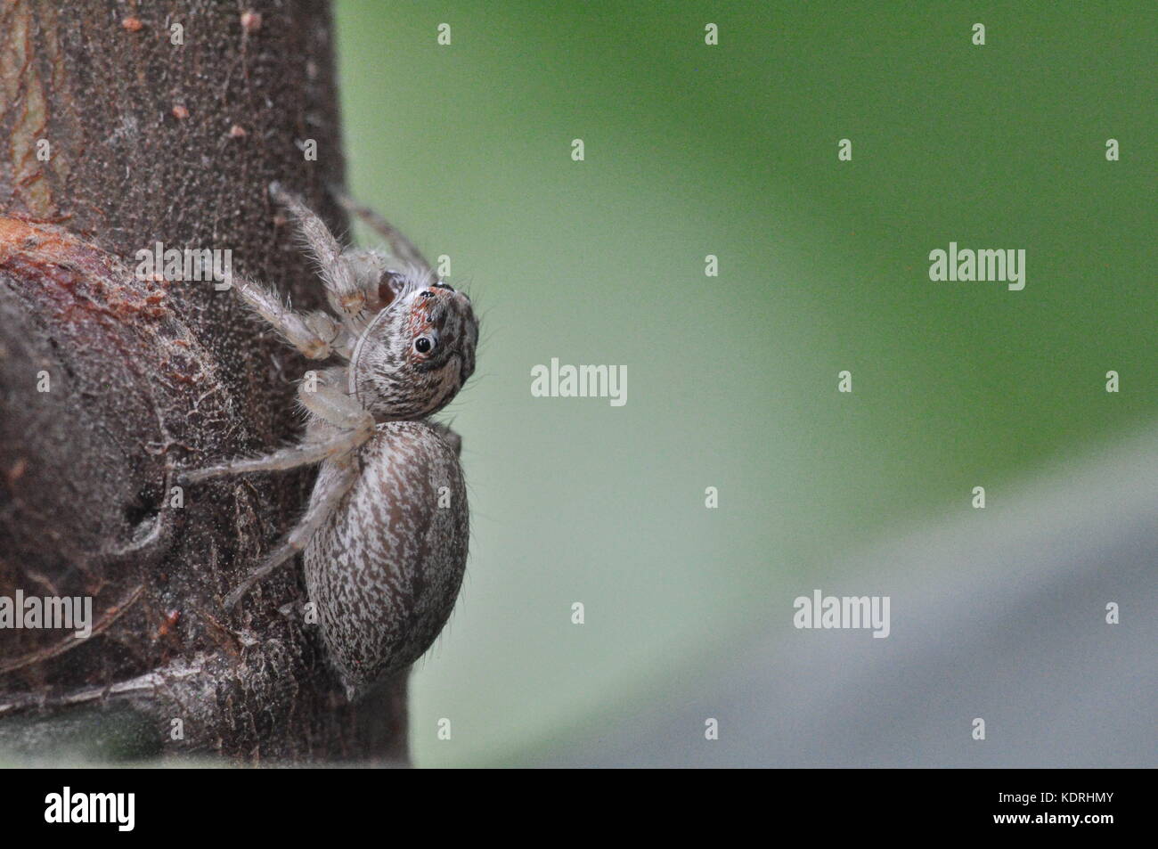 Jumping Spider (Undescribed), Townsville, Queensland, Australia Stock ...