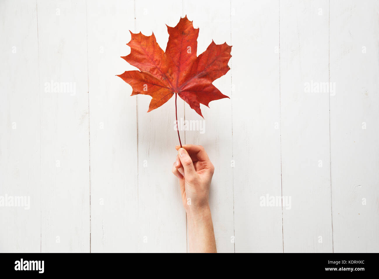 A girl is holding a fallen red color maple leaf on a white background ...