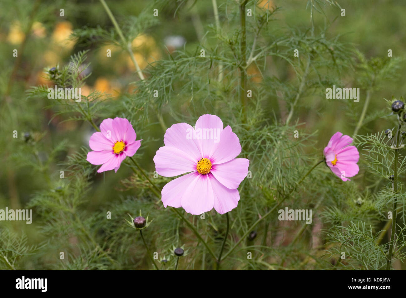 Cosmos bipinnatus single bloom hi-res stock photography and images - Alamy