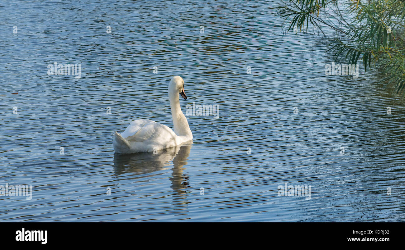 Ryton pools coventry hi-res stock photography and images - Alamy