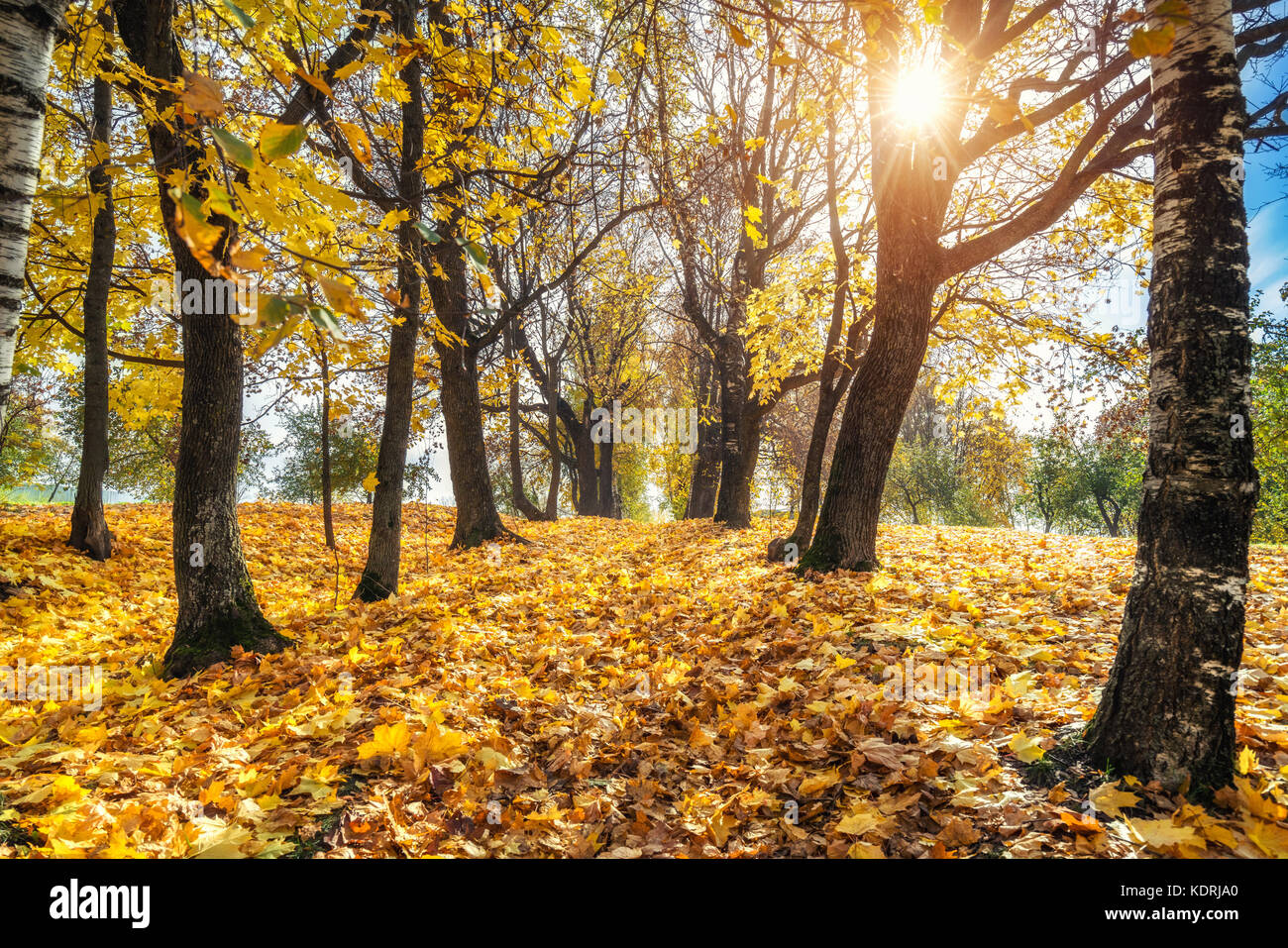 Sunny autumn in the park Stock Photo - Alamy