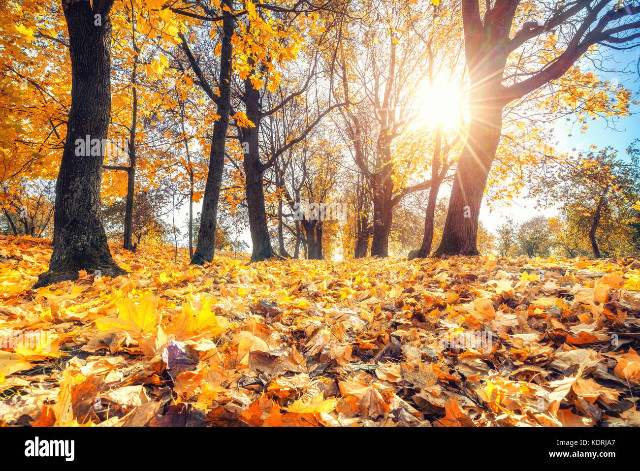 Bright foliage in autumn park Stock Photo - Alamy