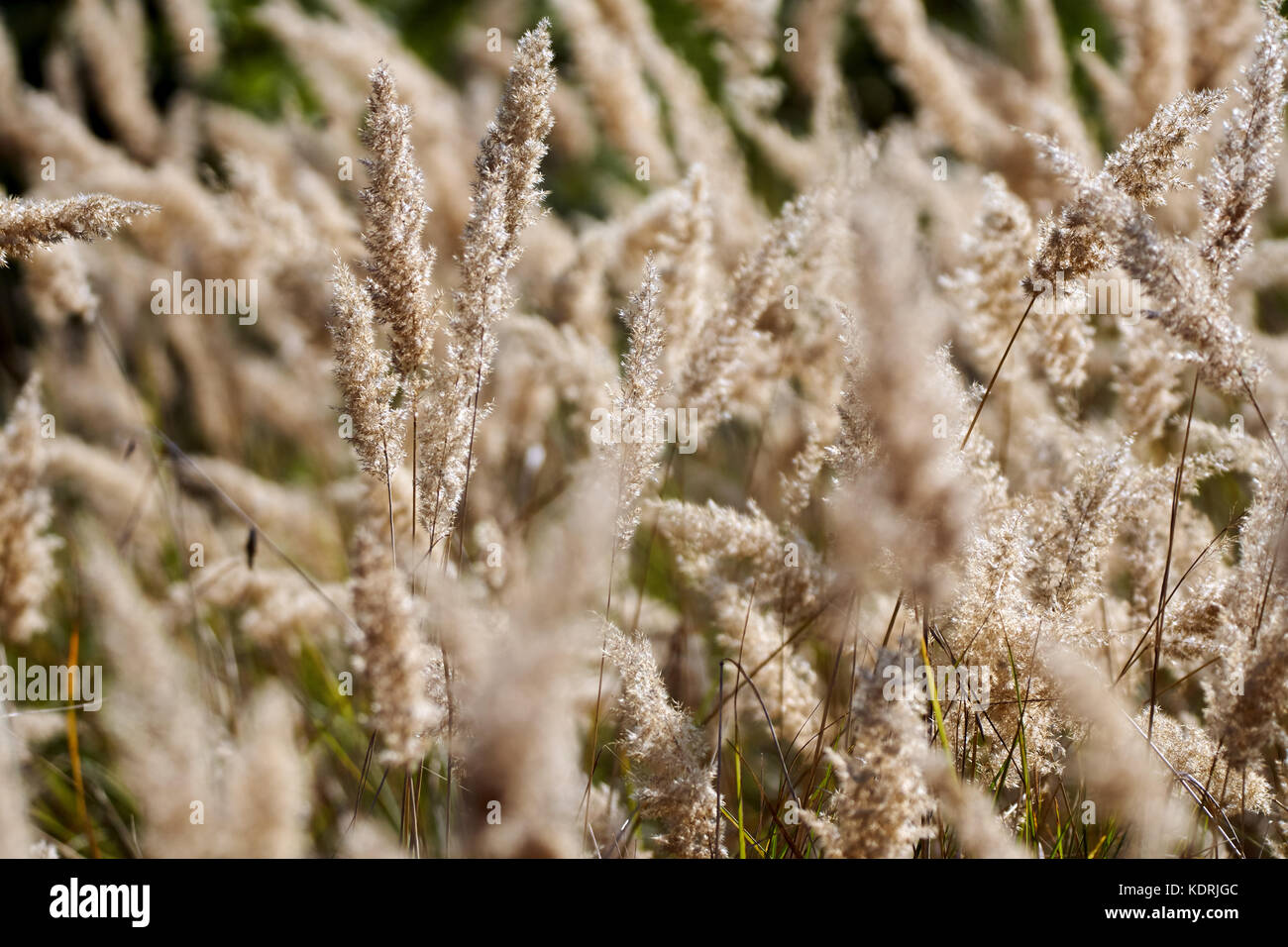 Reed plants in closeup with selective focus Stock Photo - Alamy