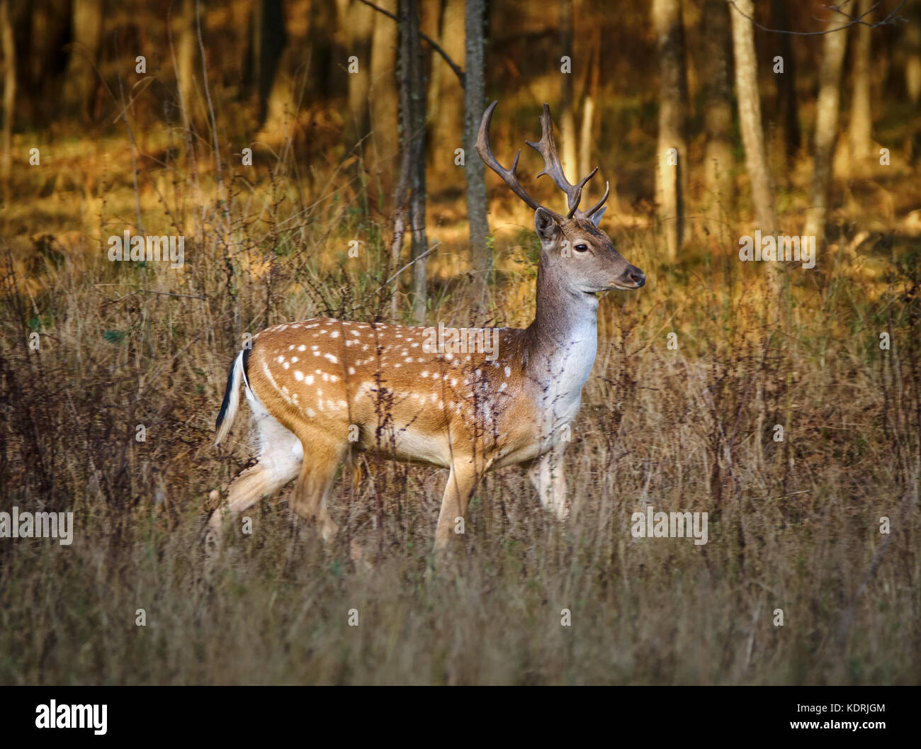 Fallow deer buck (Dama dama) by the forest at sunset Stock Photo - Alamy