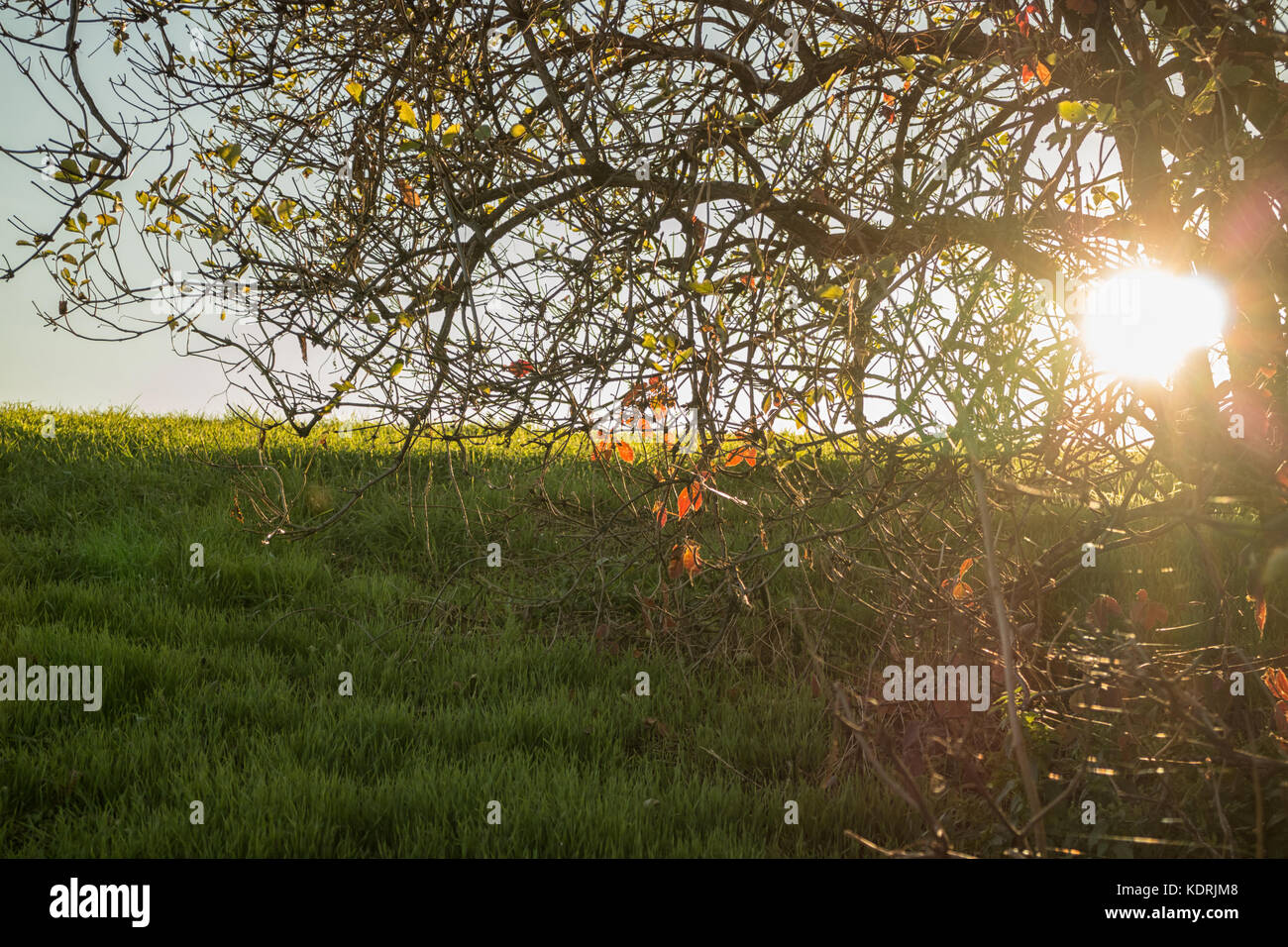 Back lit tree hi-res stock photography and images - Alamy