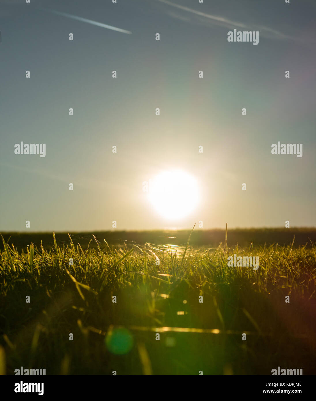 Back lit grass hi-res stock photography and images - Alamy