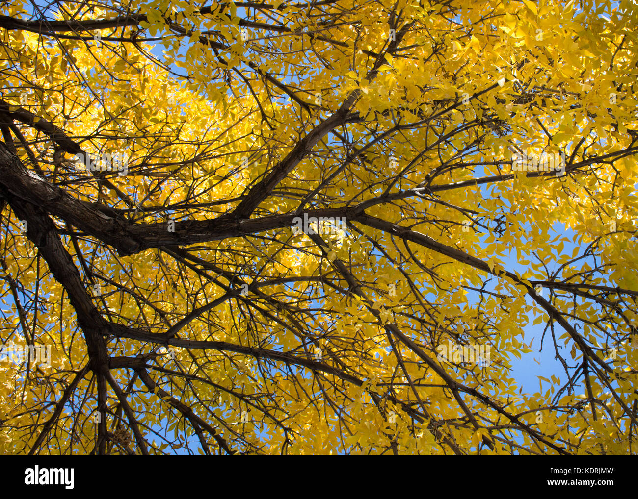 Yellow leaves of fall on a deciduous elm tree photographed from below ...