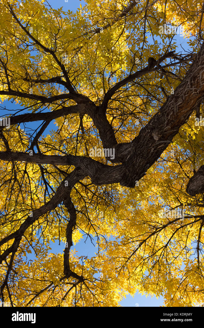 American Elm High Resolution Stock Photography and Images - Alamy