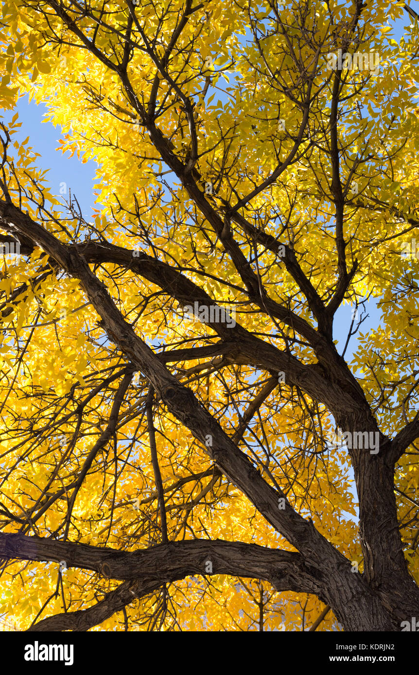 American Elm High Resolution Stock Photography and Images - Alamy