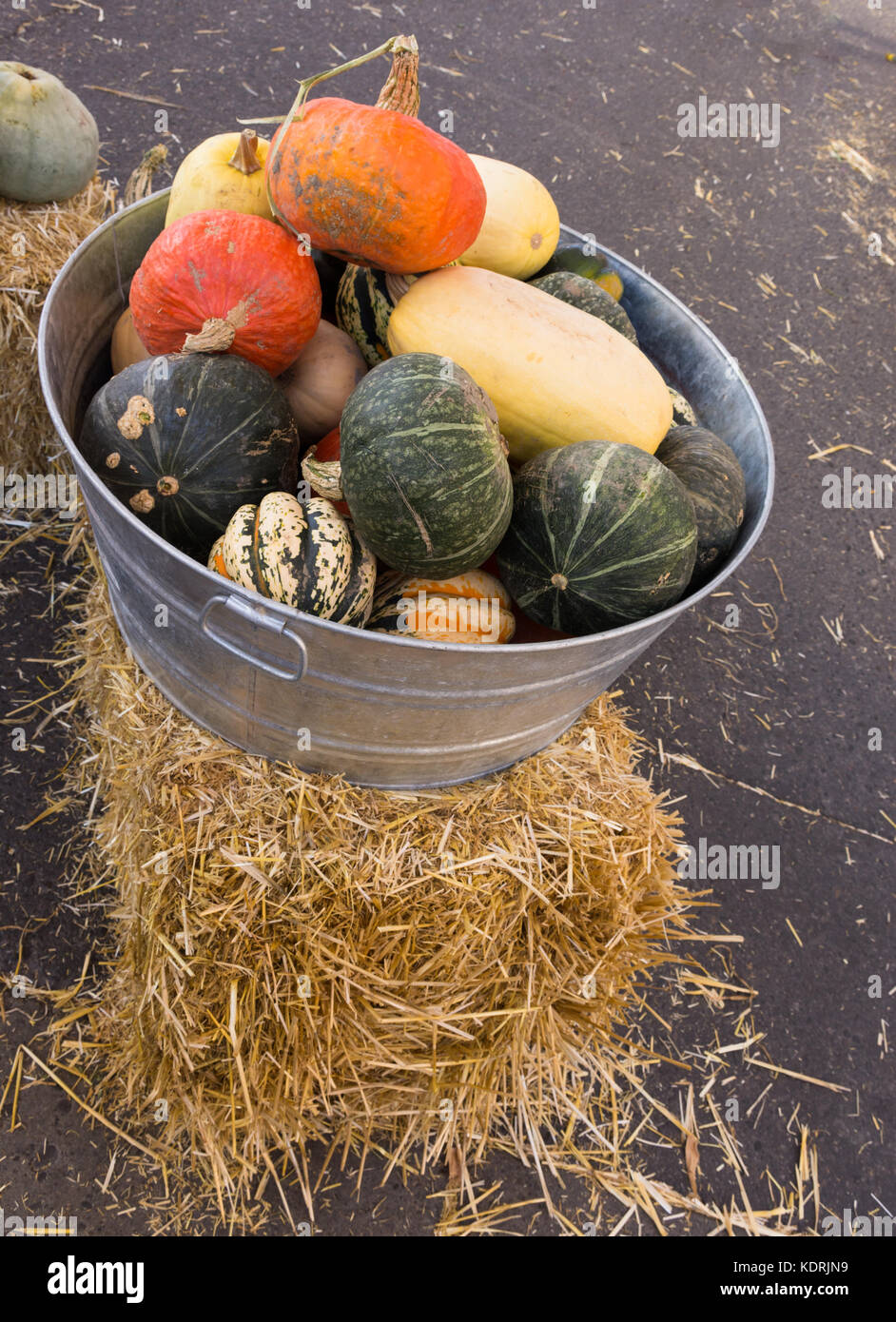 Pumpkins, gourds and winter squash in a galvanized metal container with ...