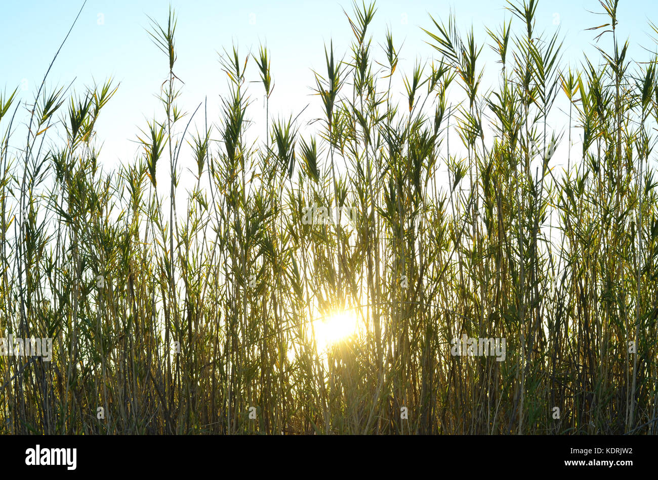 sunrise behind tall reeds Stock Photo - Alamy
