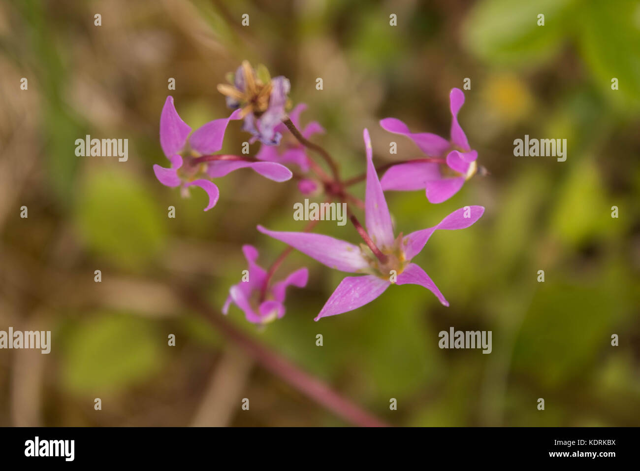 Fireworks flower blooming in the forest Stock Photo - Alamy