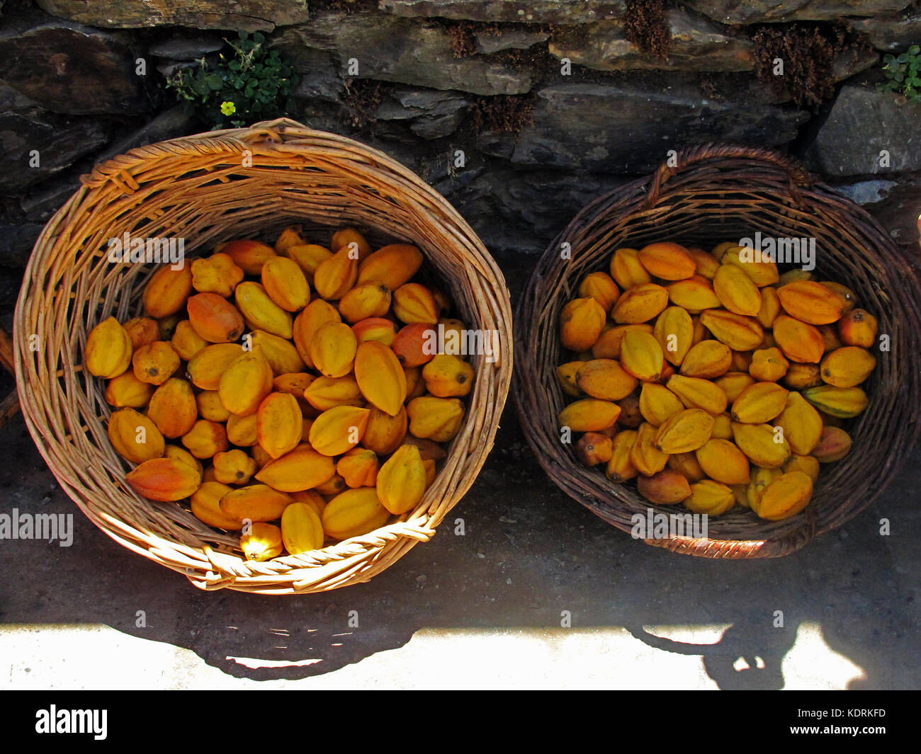 Semitropical hi-res stock photography and images - Alamy