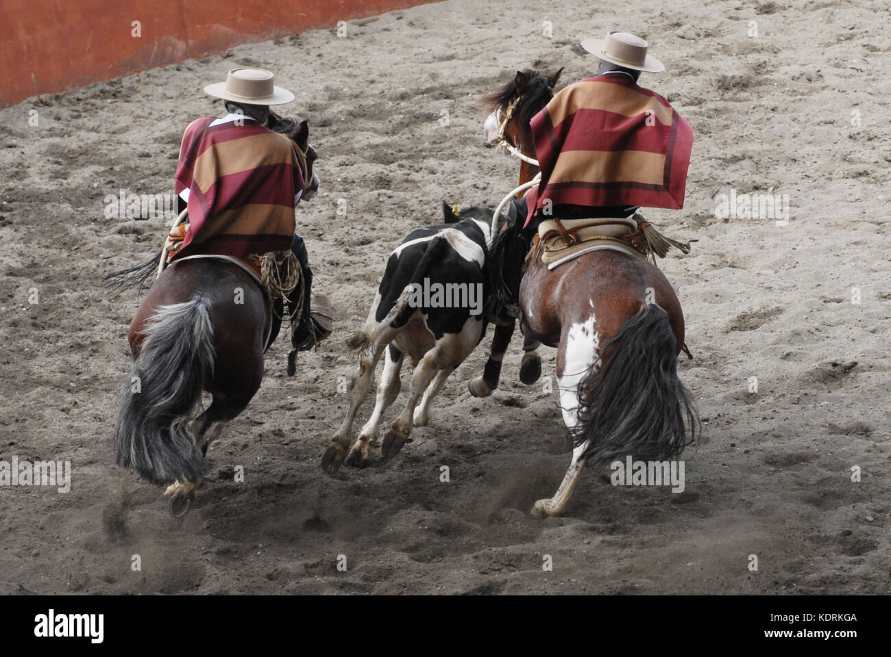 chilean cowboy, huaso Stock Photo - Alamy