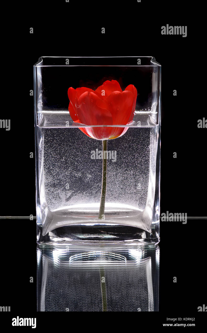 Flower in water Stock Photo - Alamy