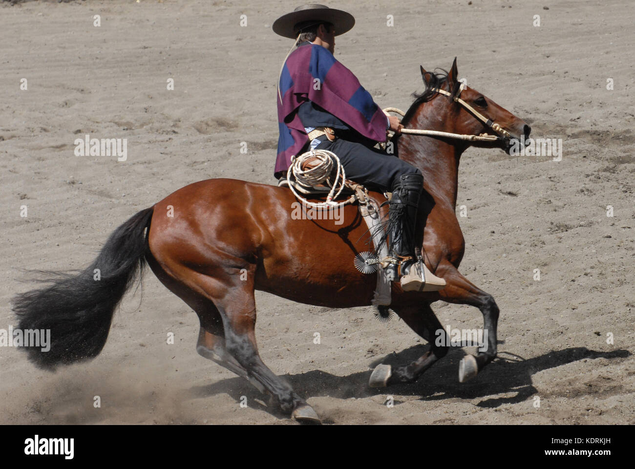 chilean cowboy, huaso Stock Photo - Alamy