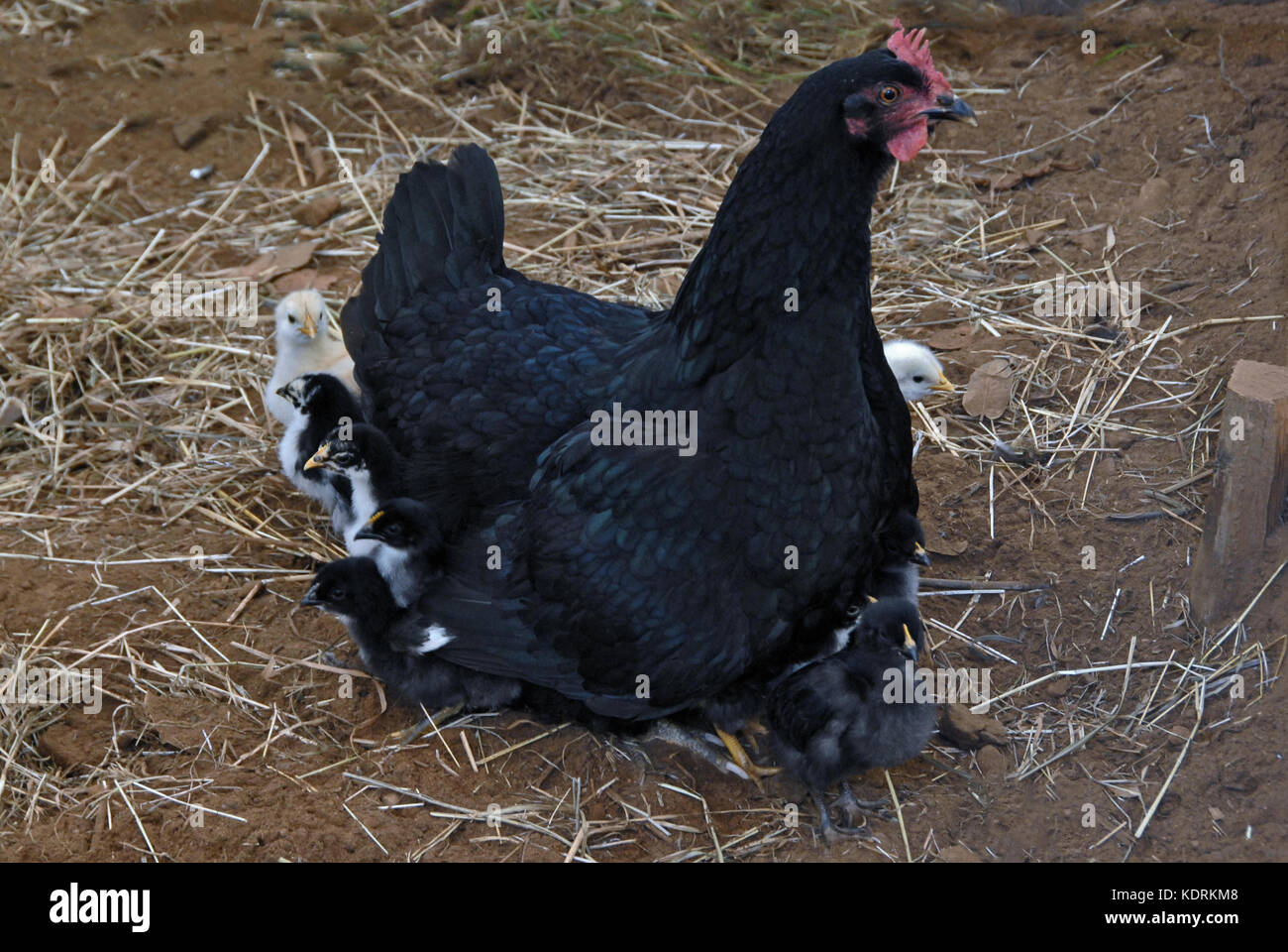 hen and chicks Stock Photo - Alamy